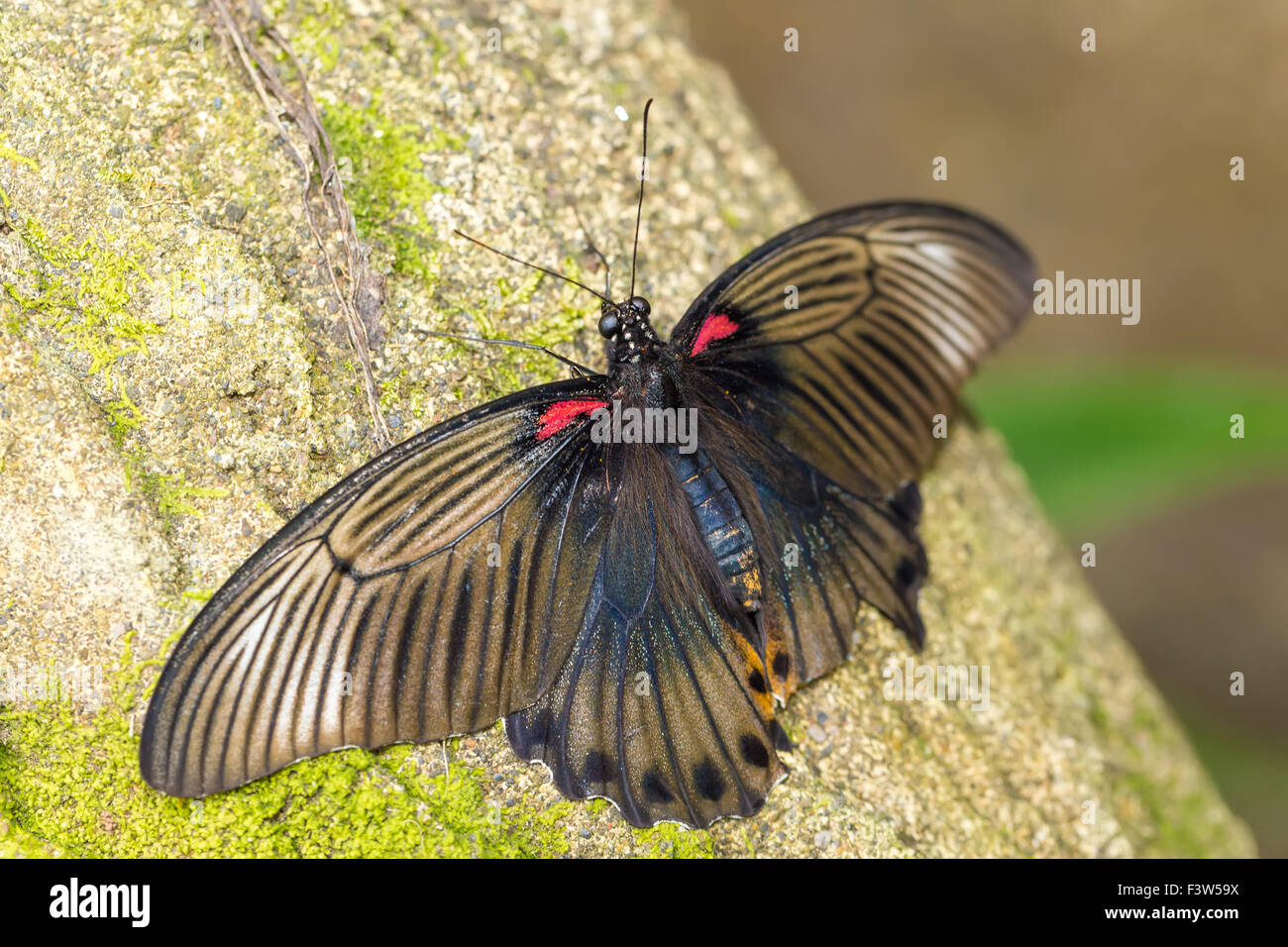 macro of beautiful dark butterfly with white strip in garden, Indonesia ...