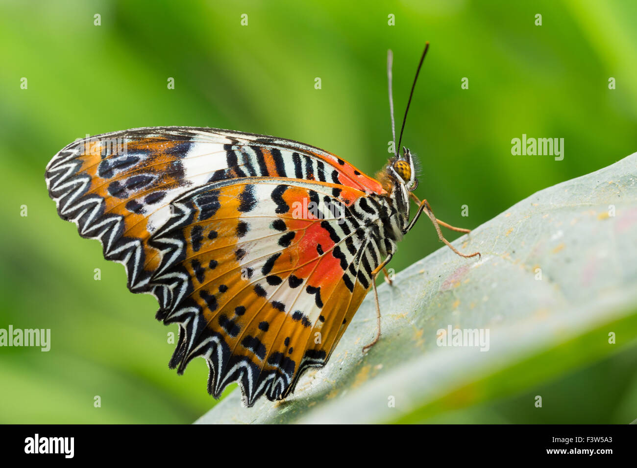 macro of beautiful Monarch Butterfly in garden, Indonesia, Bali ...