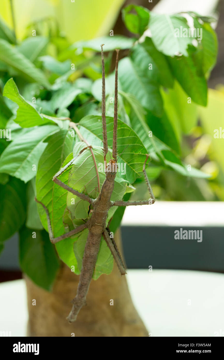 Close-up of a stick insect (Phasmatodea), Bali, Indonesia Stock Photo ...