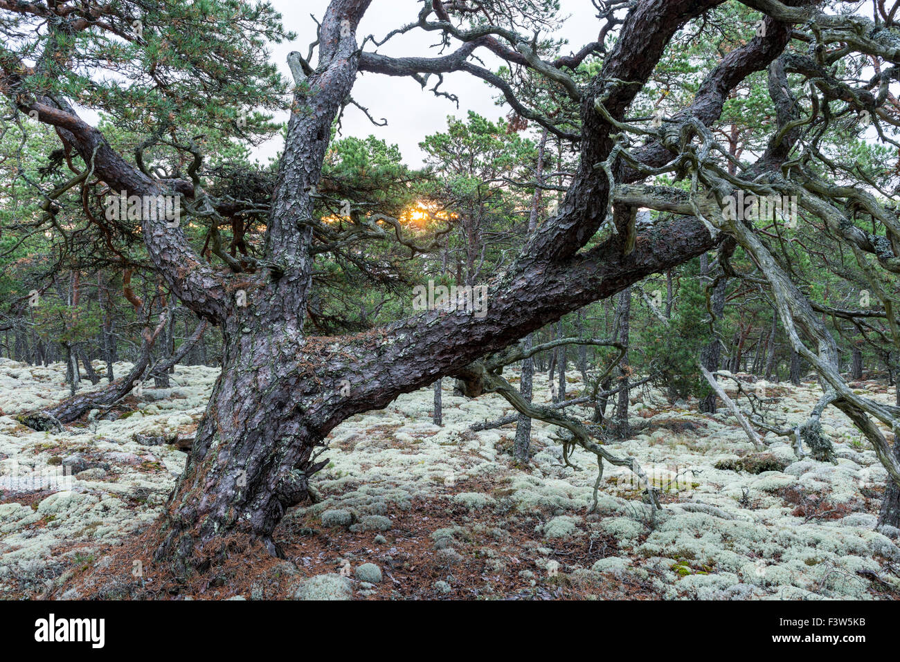Knotty trees at sunrise Stock Photo - Alamy