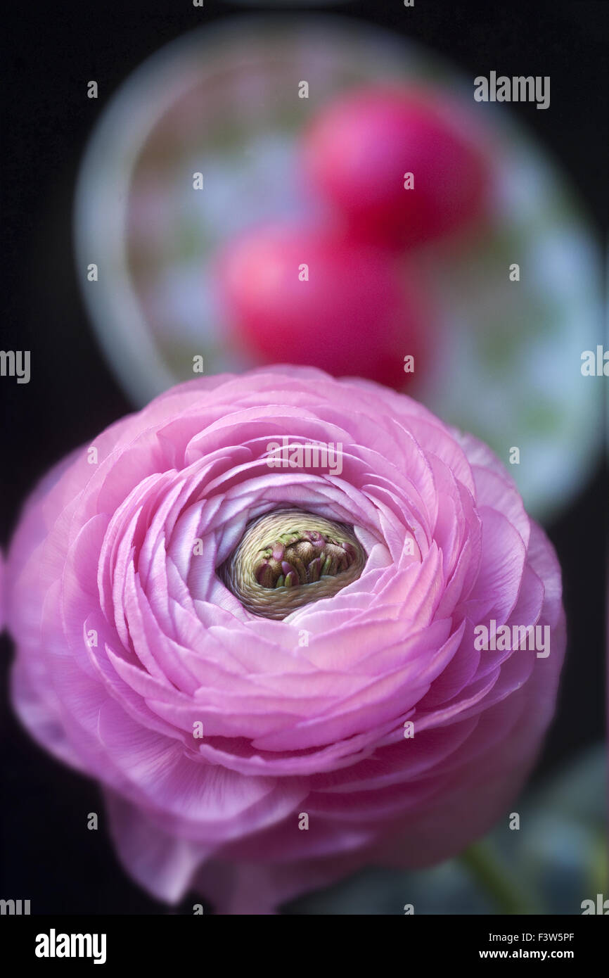 Showy flower of garden ranunculus Stock Photo - Alamy