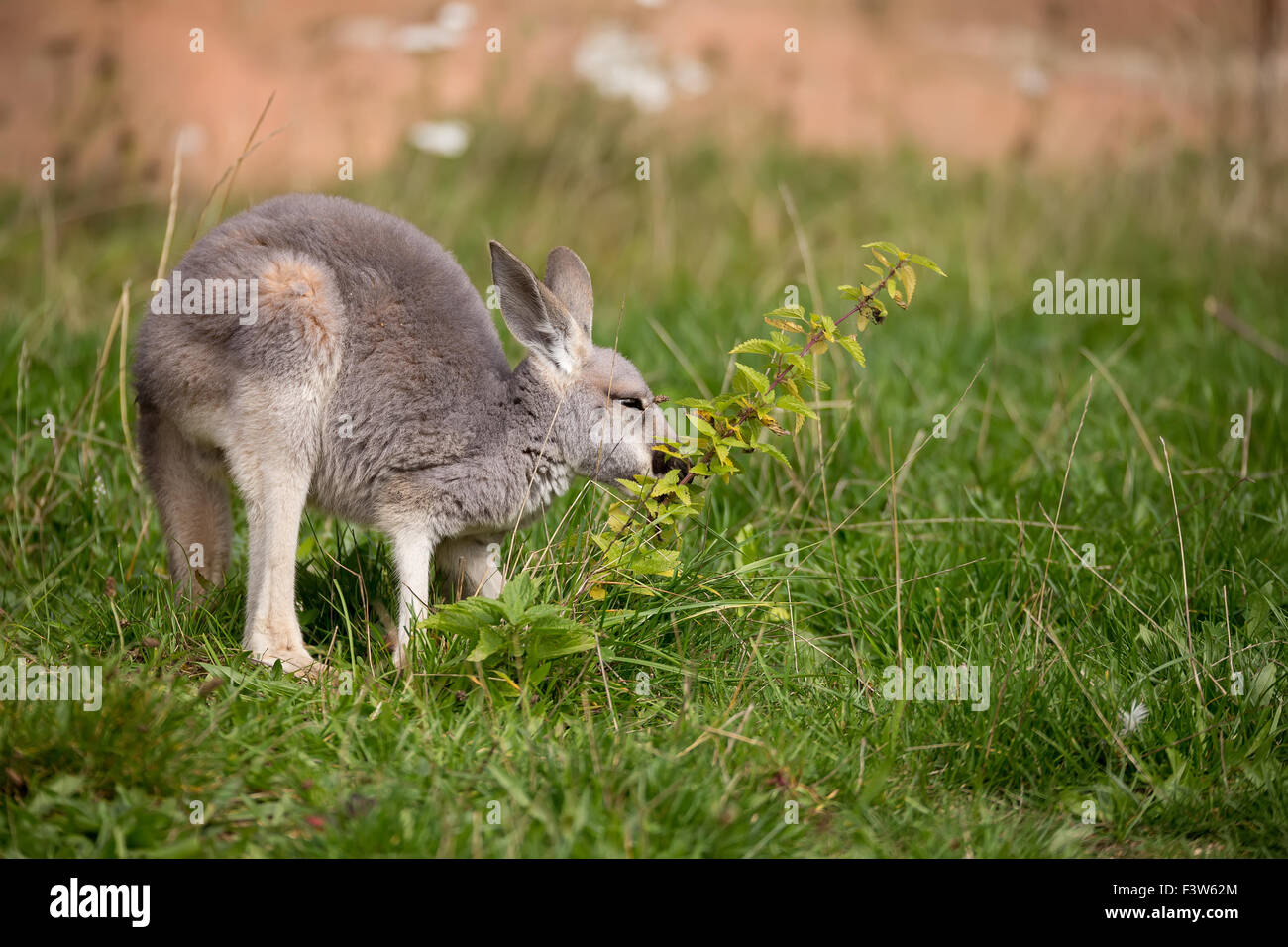 small cute australian red kangaroo baby grazing outdoor Stock Photo - Alamy