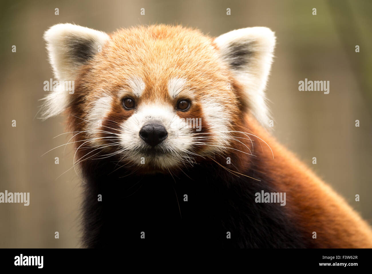 close up portrait of small Red panda (Ailurus fulgens Stock Photo - Alamy