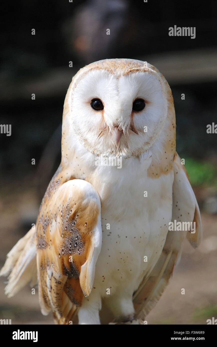 Portrait of a common Barn Owl (Tyto Alba) in Britain Stock Photo - Alamy