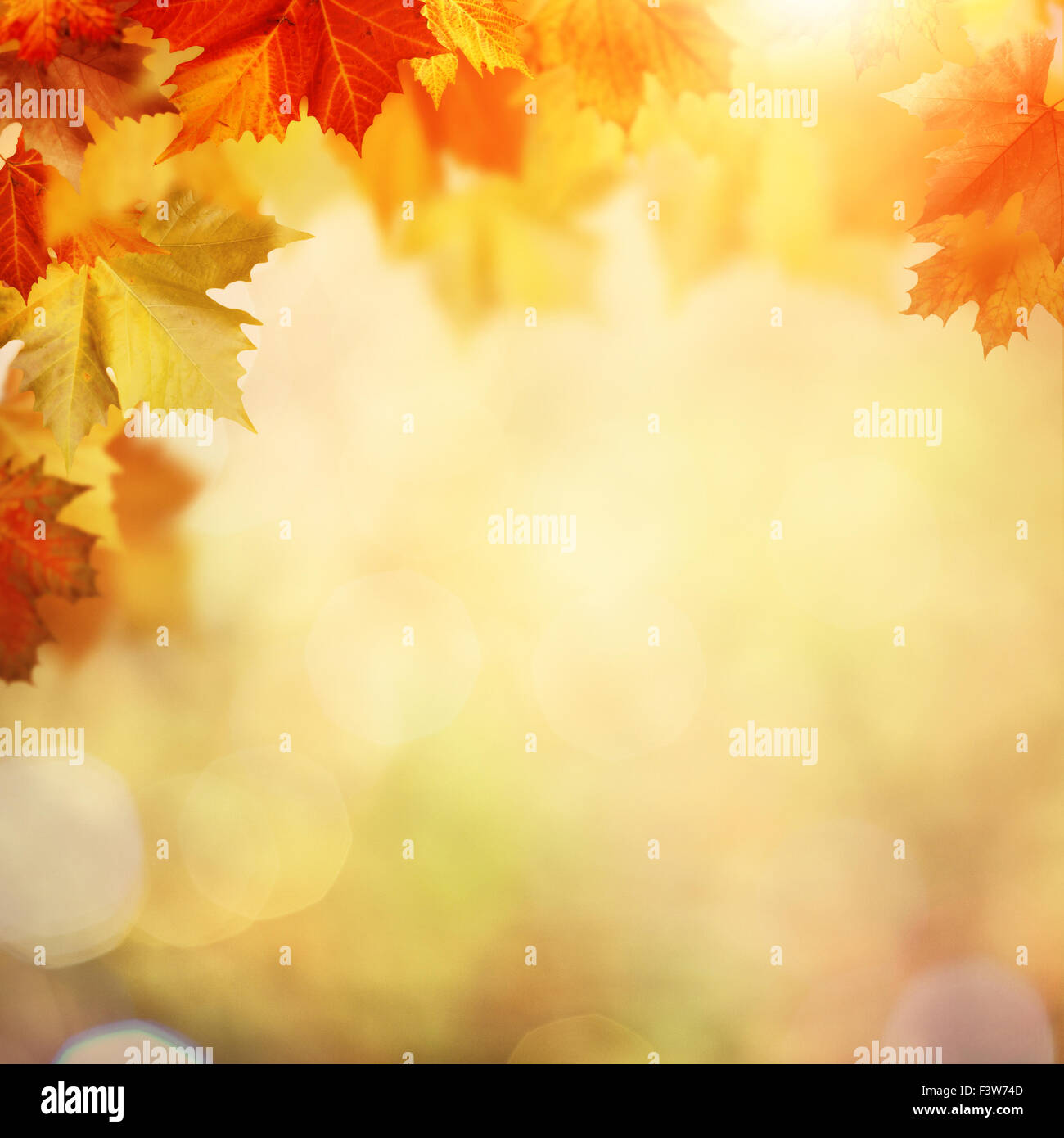 Autumnal fall in the forest, abstract environmental backgrounds with ...