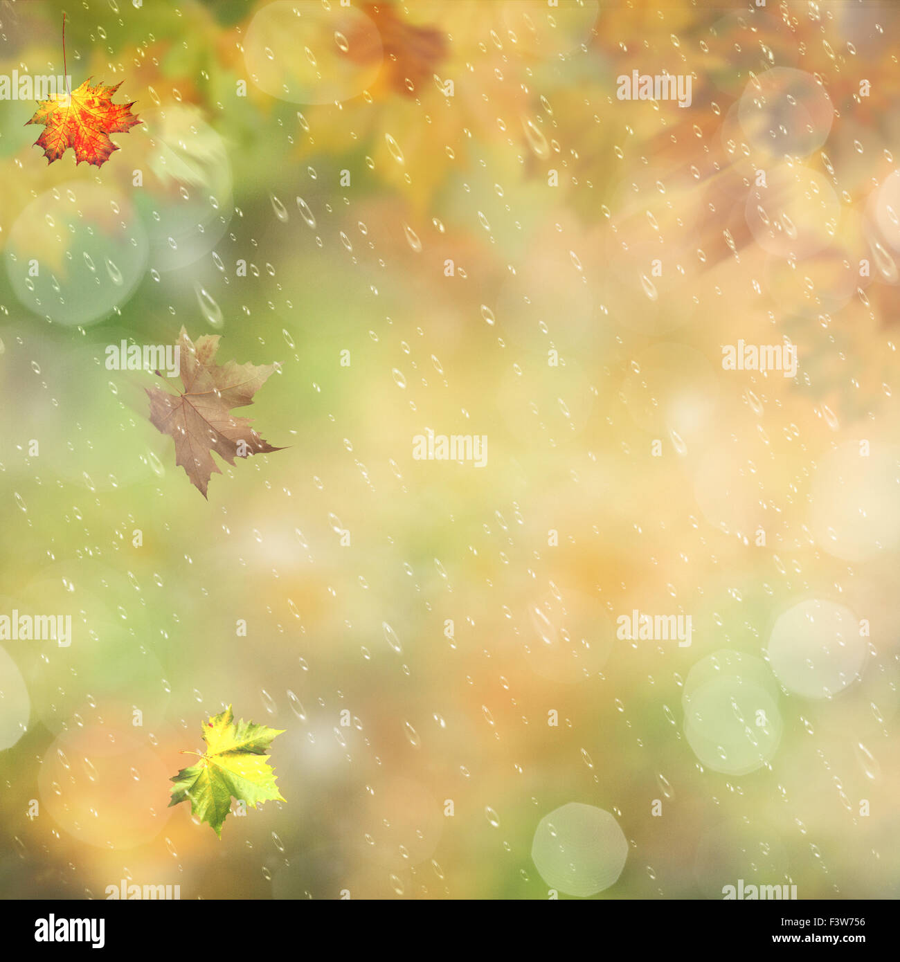 Autumnal rain in the forest, abstract environmental backgrounds Stock ...