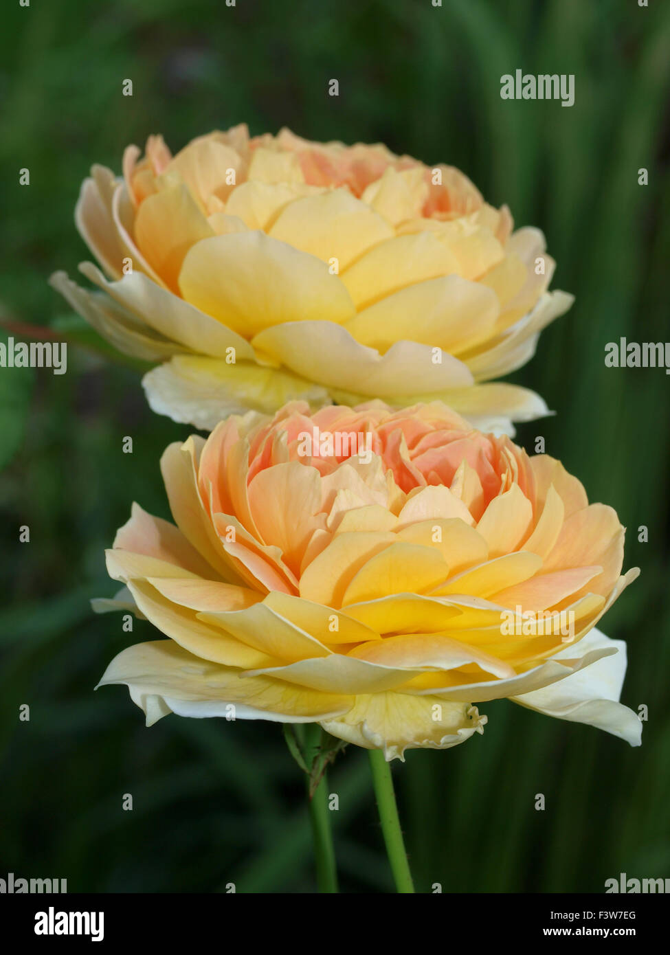 Molineux hi-res stock photography and images - Alamy