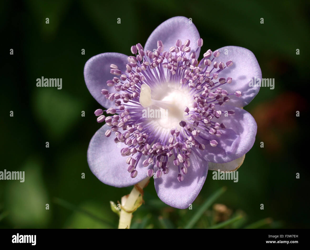 Deinanthe hi-res stock photography and images - Alamy