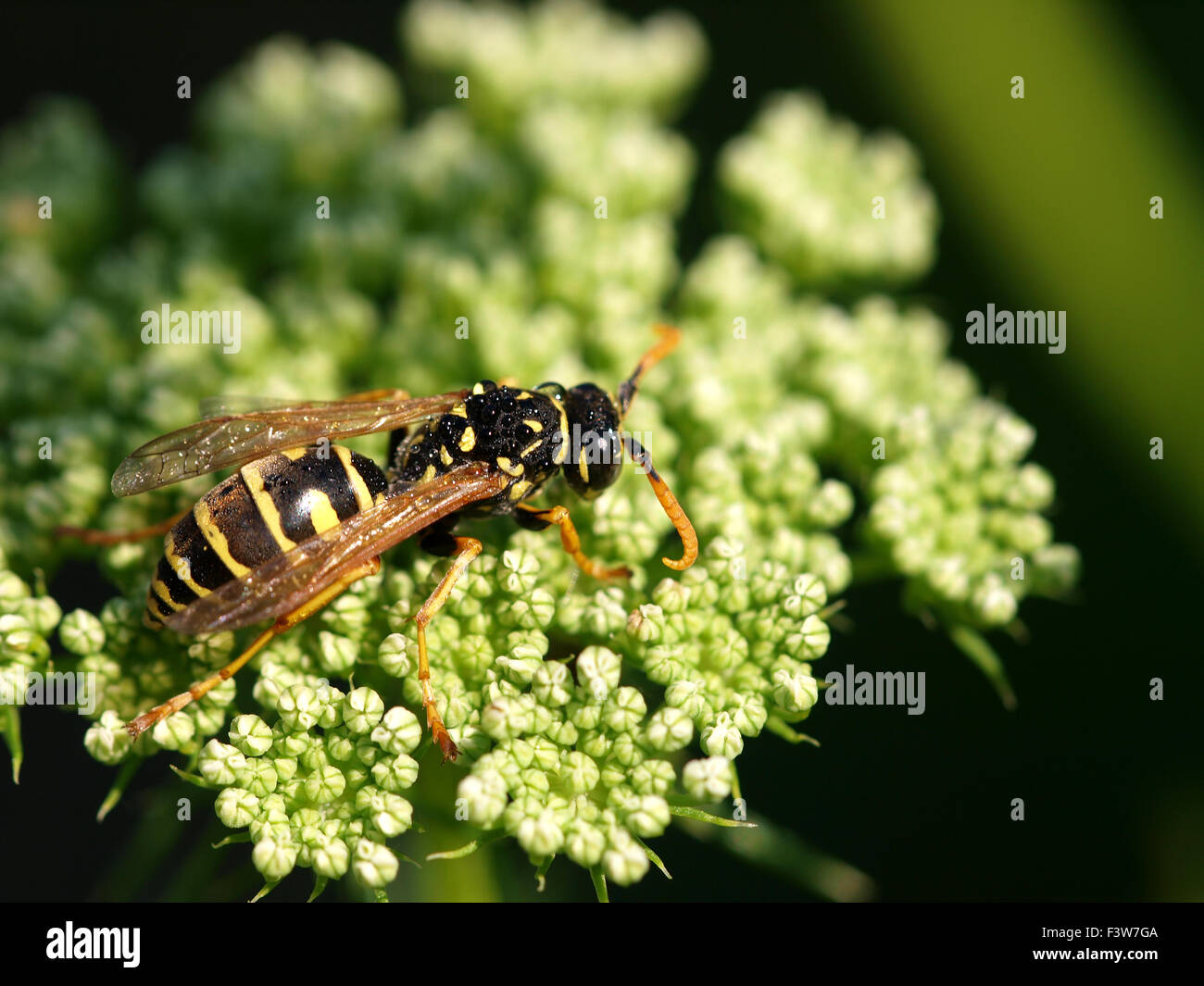 Ammi visnaga with wasp Stock Photo - Alamy