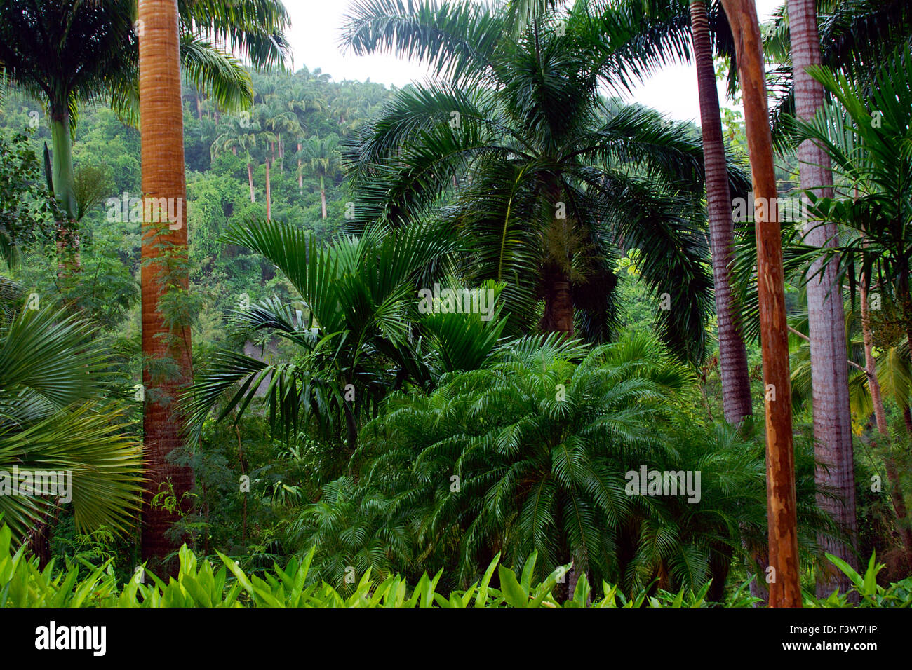 Regen regenwald hi-res stock photography and images - Alamy