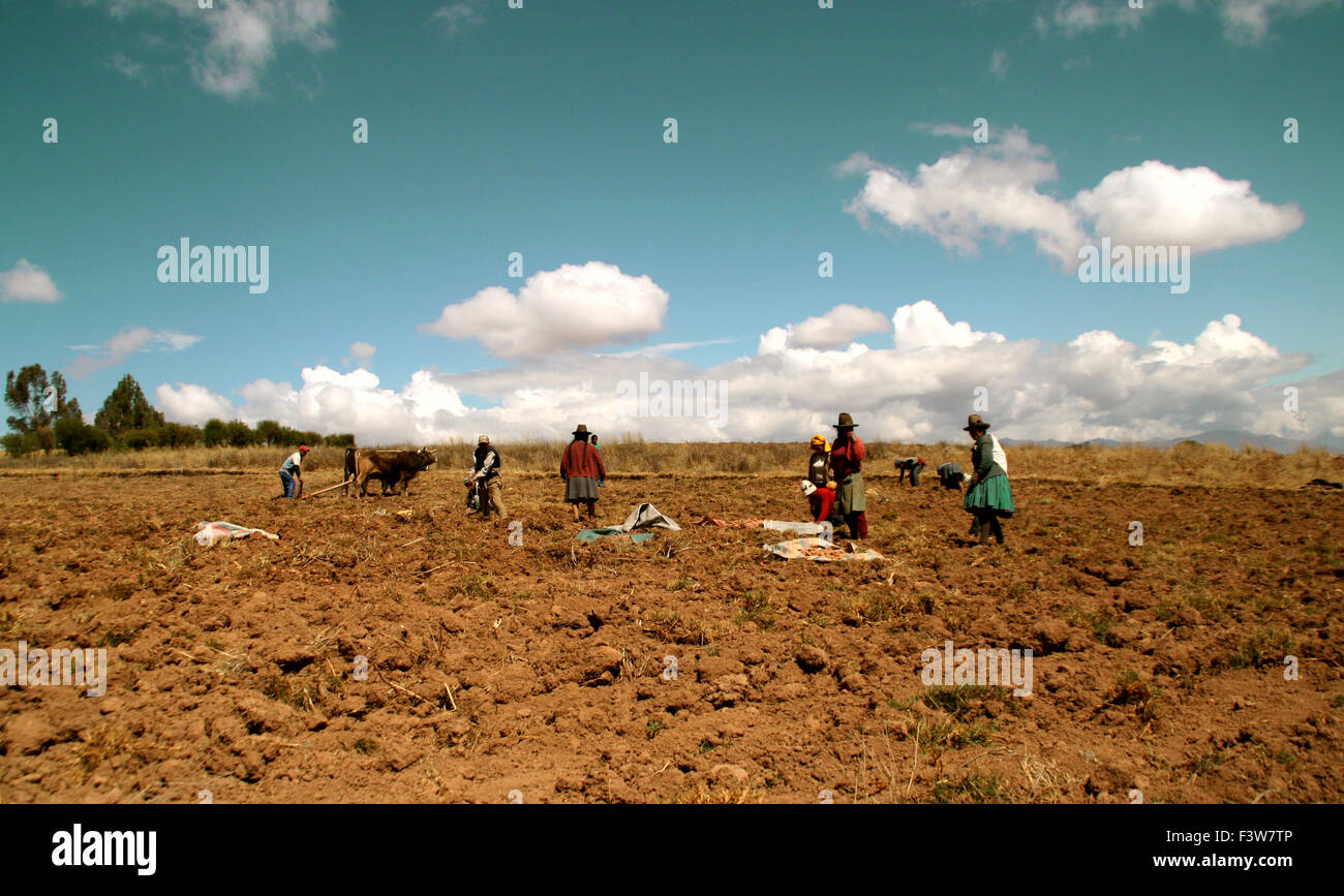 Potato crop in the Andes Stock Photo - Alamy