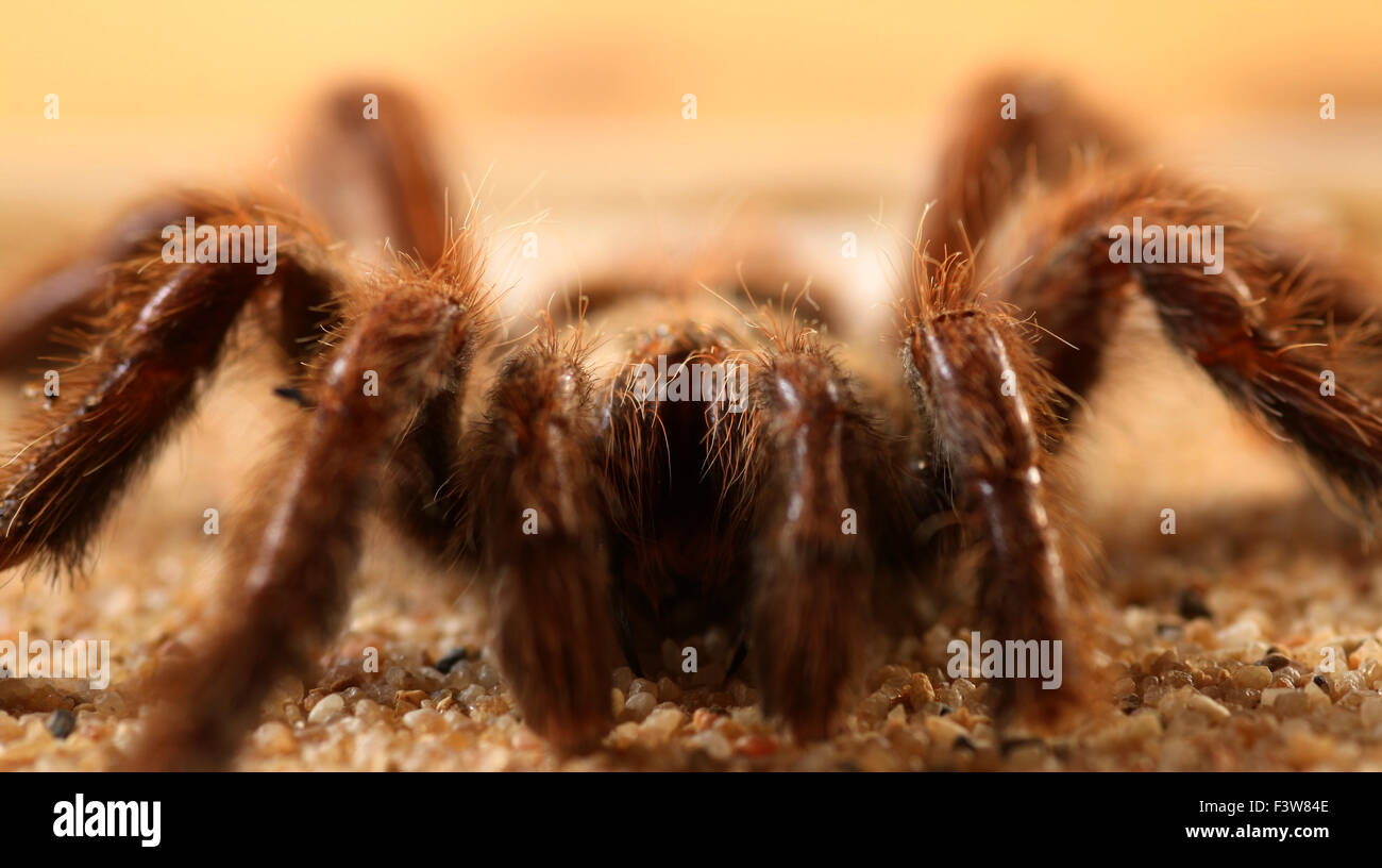 Black Widow Spider Fangs Close Up