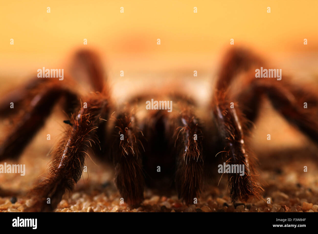 Black widow spider close up teeth hi-res stock photography and images ...
