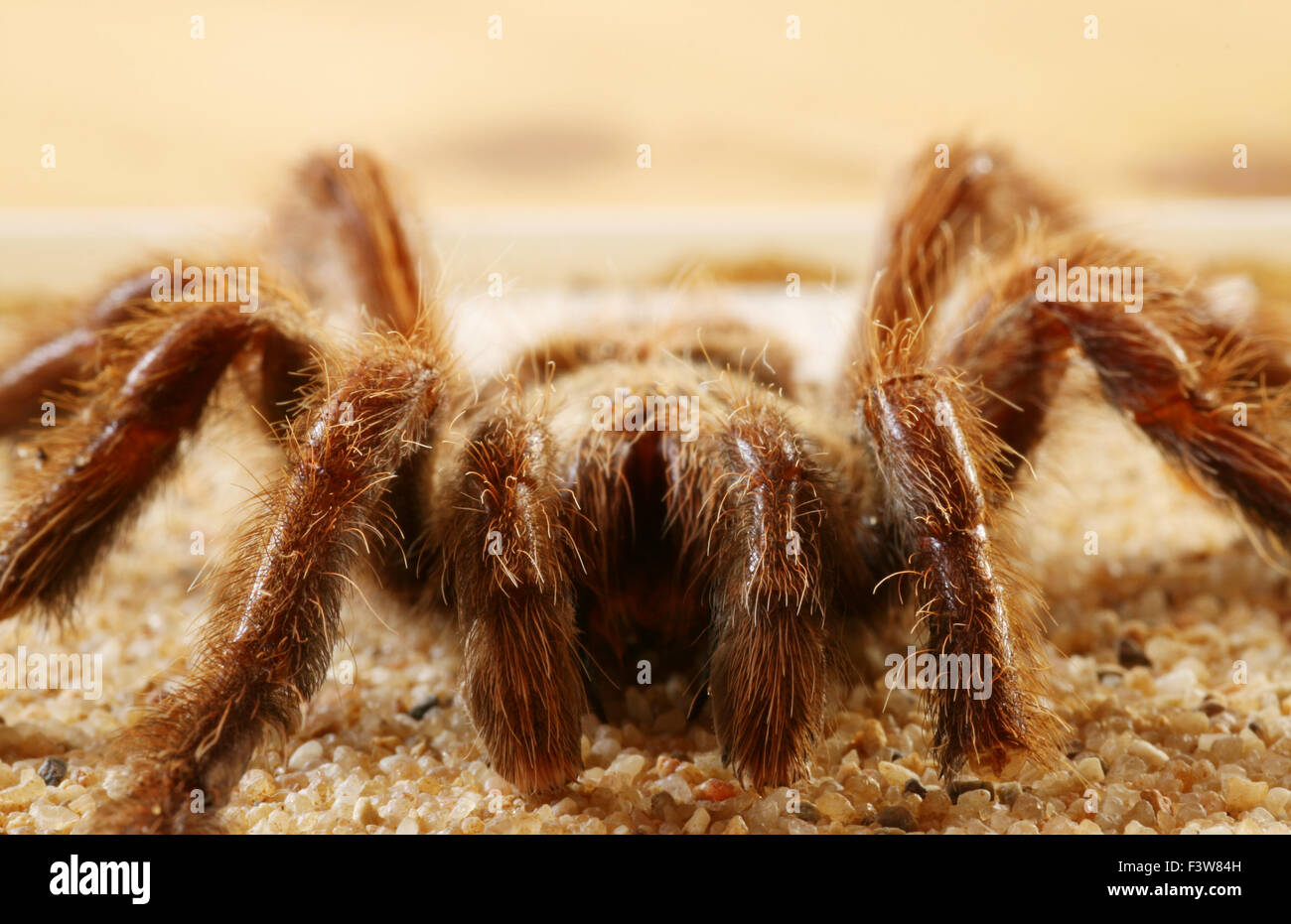 Black widow spider close up teeth hi-res stock photography and images ...
