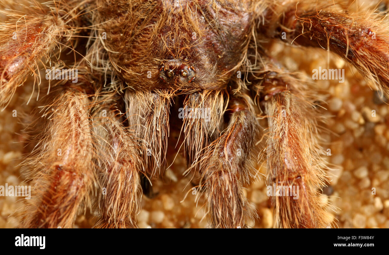 South african spec hi-res stock photography and images - Alamy