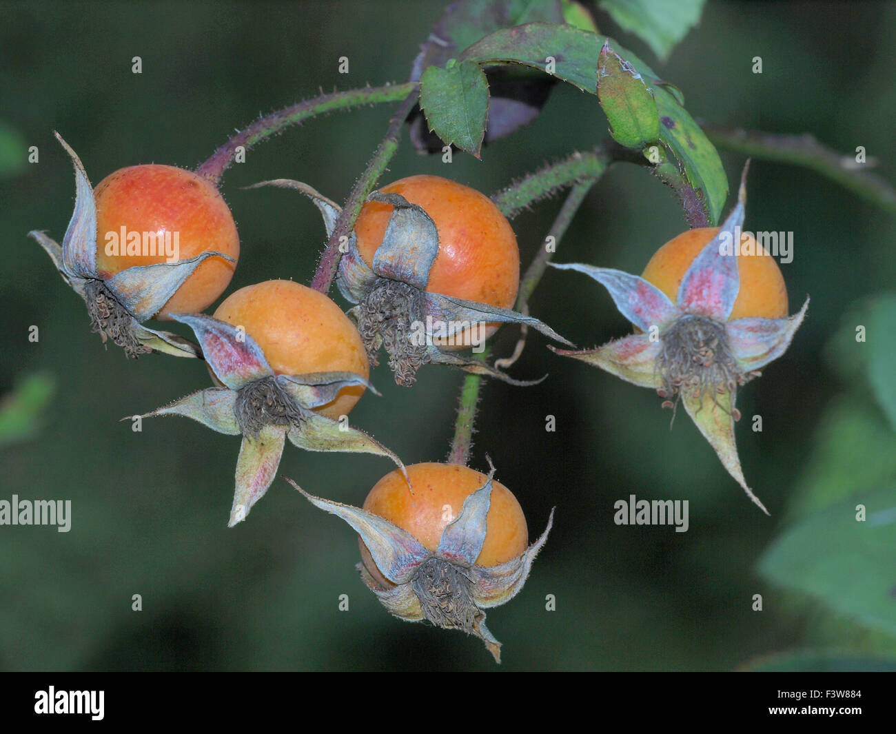 Haw Haw High Resolution Stock Photography and Images - Alamy