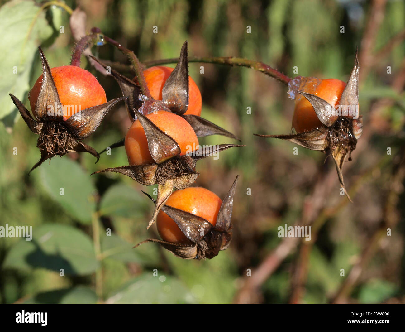 Haw Haw High Resolution Stock Photography and Images - Alamy
