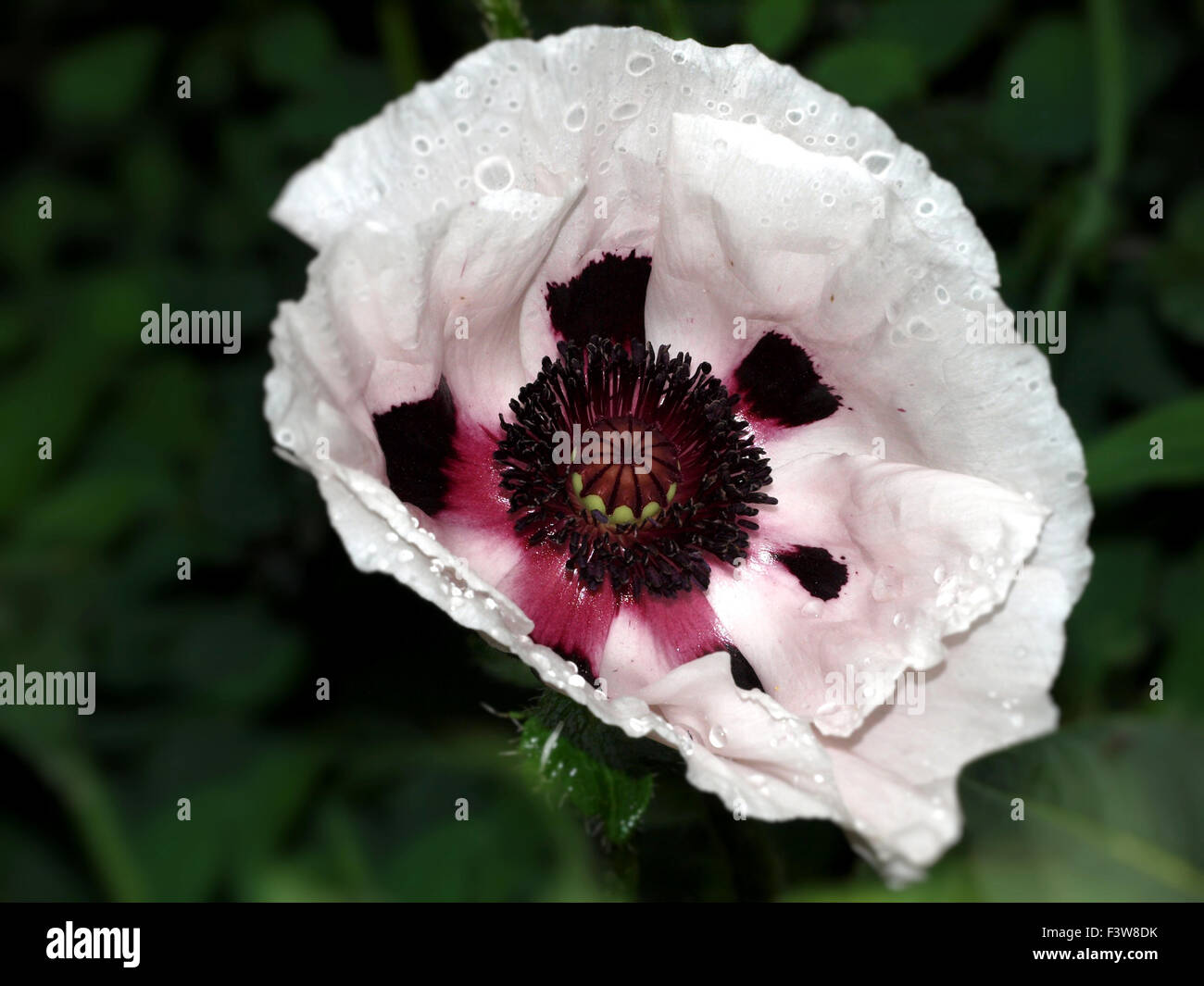 Papaver Perrys White Stock Photo - Alamy
