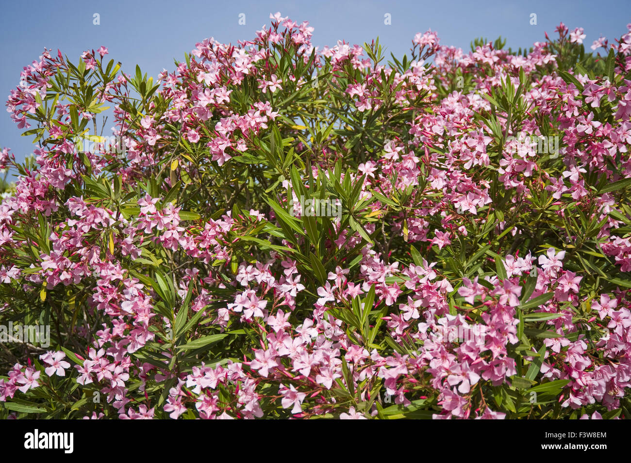 Rosa oleander hi-res stock photography and images - Alamy
