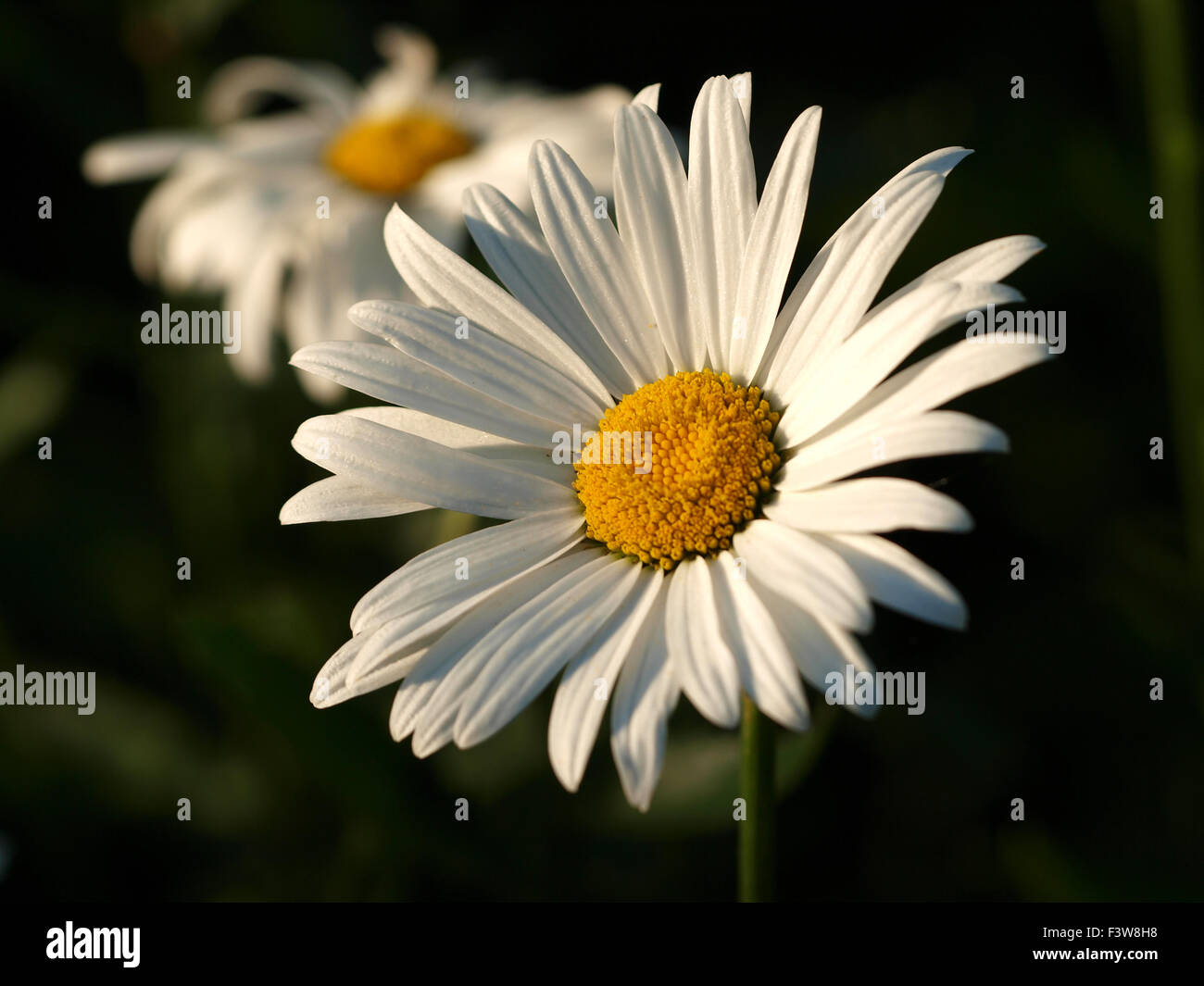 Marguerite Staude High Resolution Stock Photography and Images - Alamy