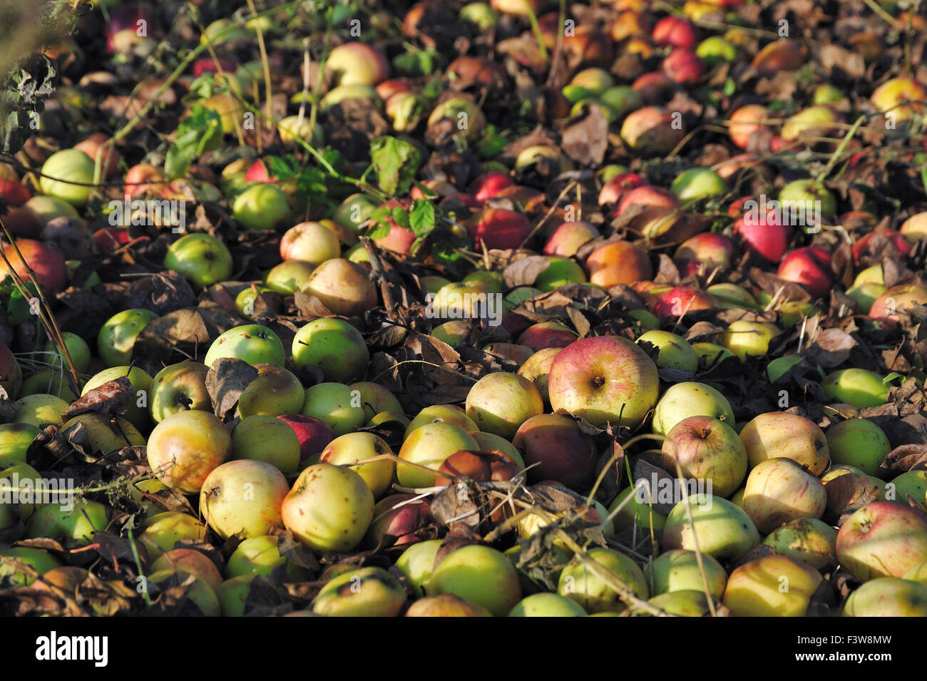 Windfall trees hi-res stock photography and images - Alamy