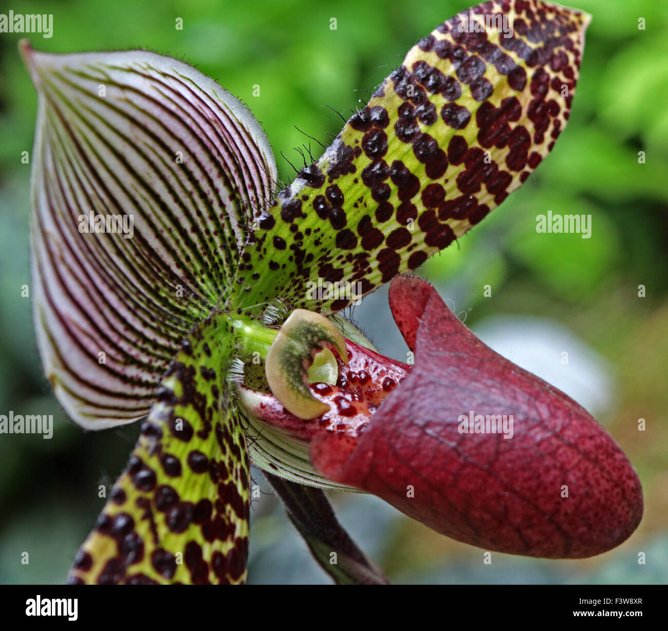 lady slipper orchids Stock Photo - Alamy