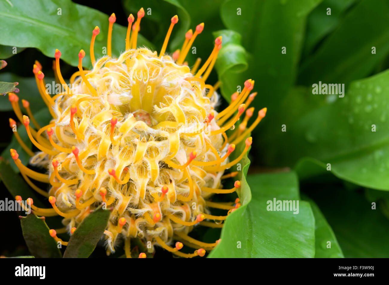 Yellow protea hi-res stock photography and images - Alamy