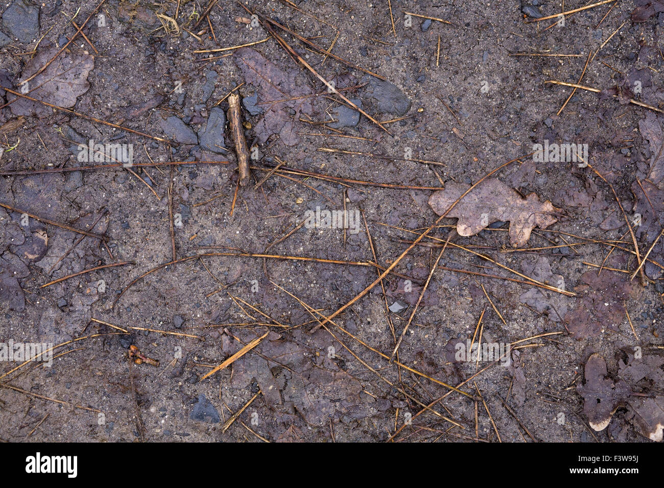 Wet terrain hi-res stock photography and images - Alamy