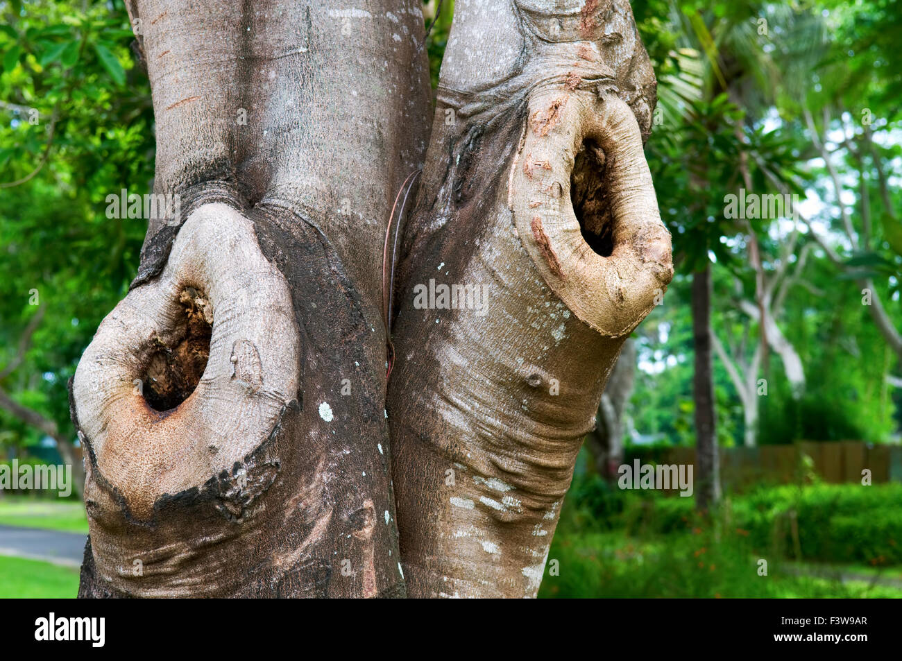 Detail of tree trunk Stock Photo - Alamy