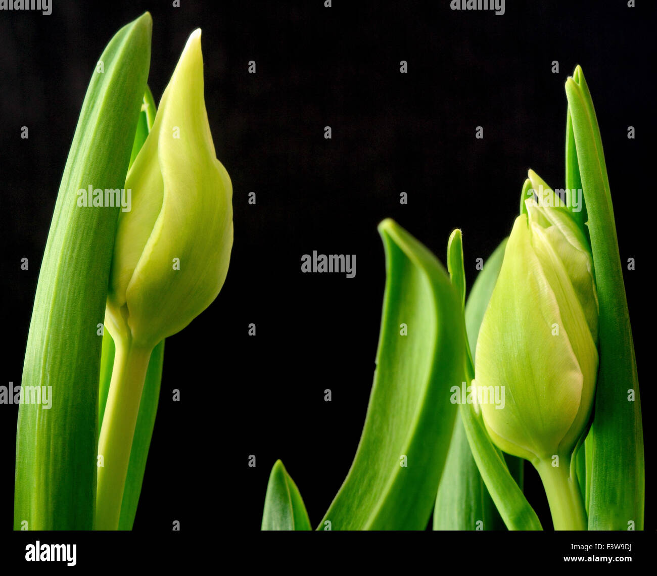 Blume tulpe liliaceae hi-res stock photography and images - Alamy