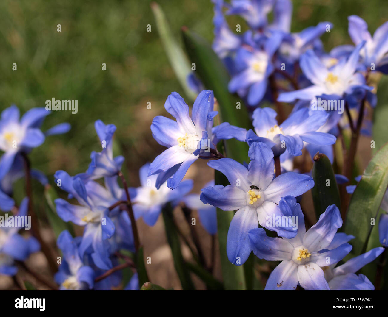 Chionodoxa Blue Giant Stock Photo - Alamy
