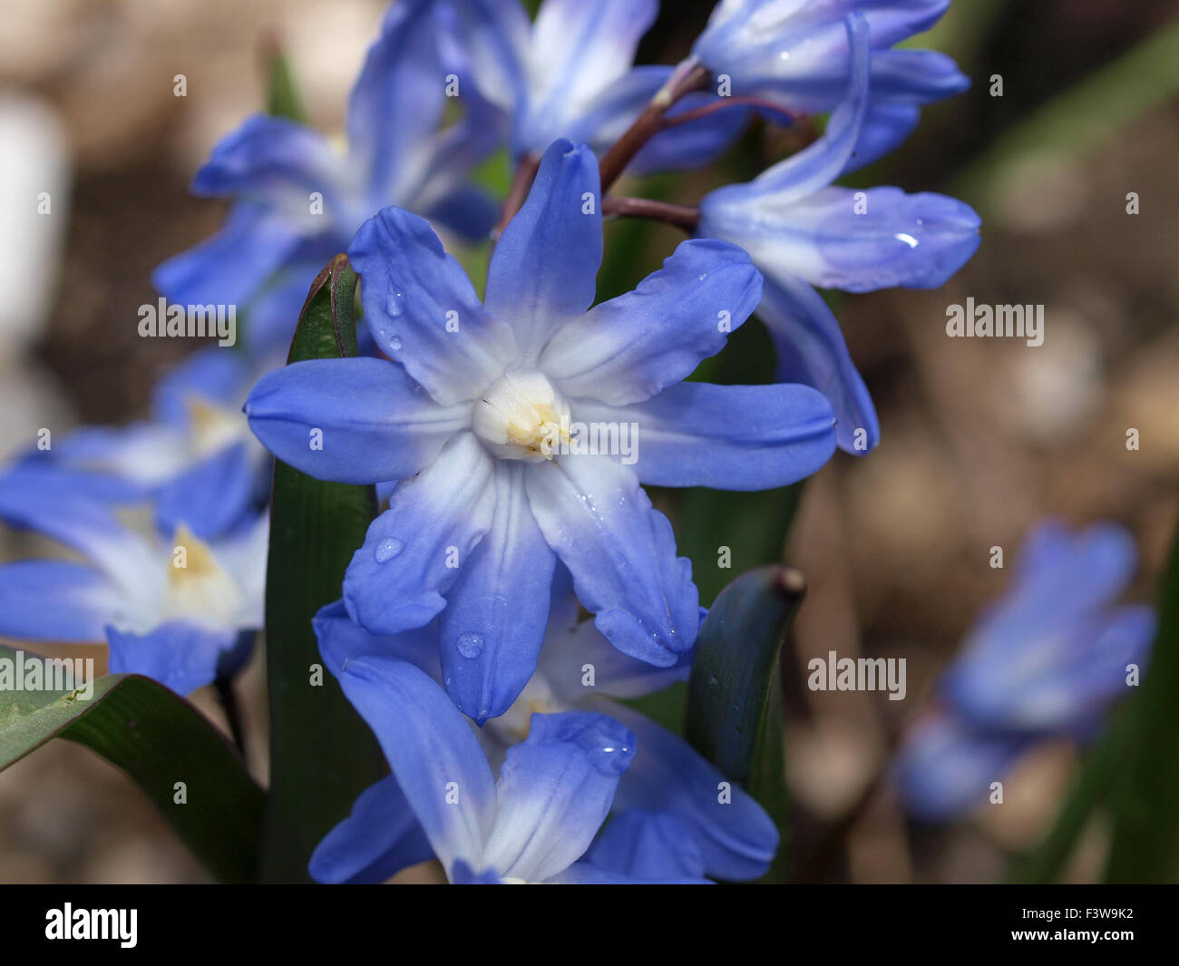 Blue giant hi-res stock photography and images - Alamy