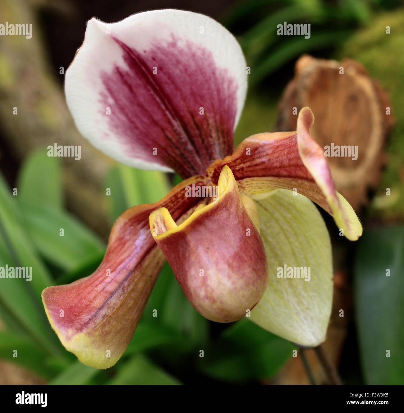 lady slipper orchids Stock Photo - Alamy