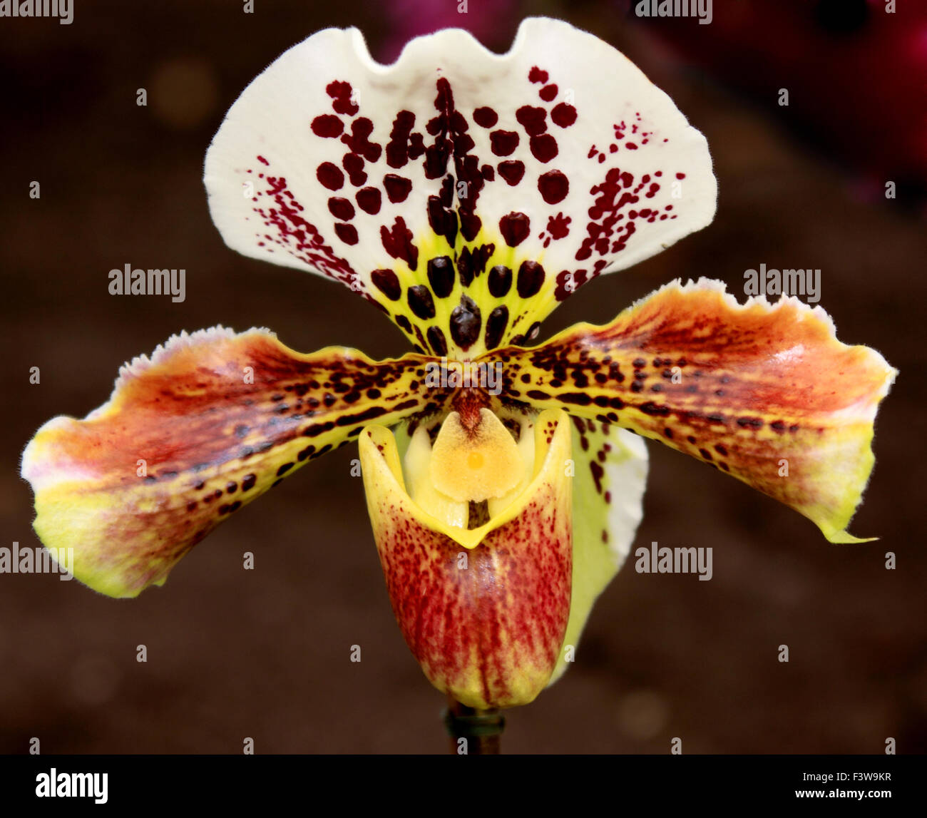 lady slipper orchids Stock Photo - Alamy