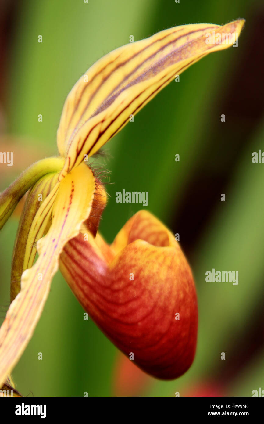 lady slipper orchids Stock Photo - Alamy