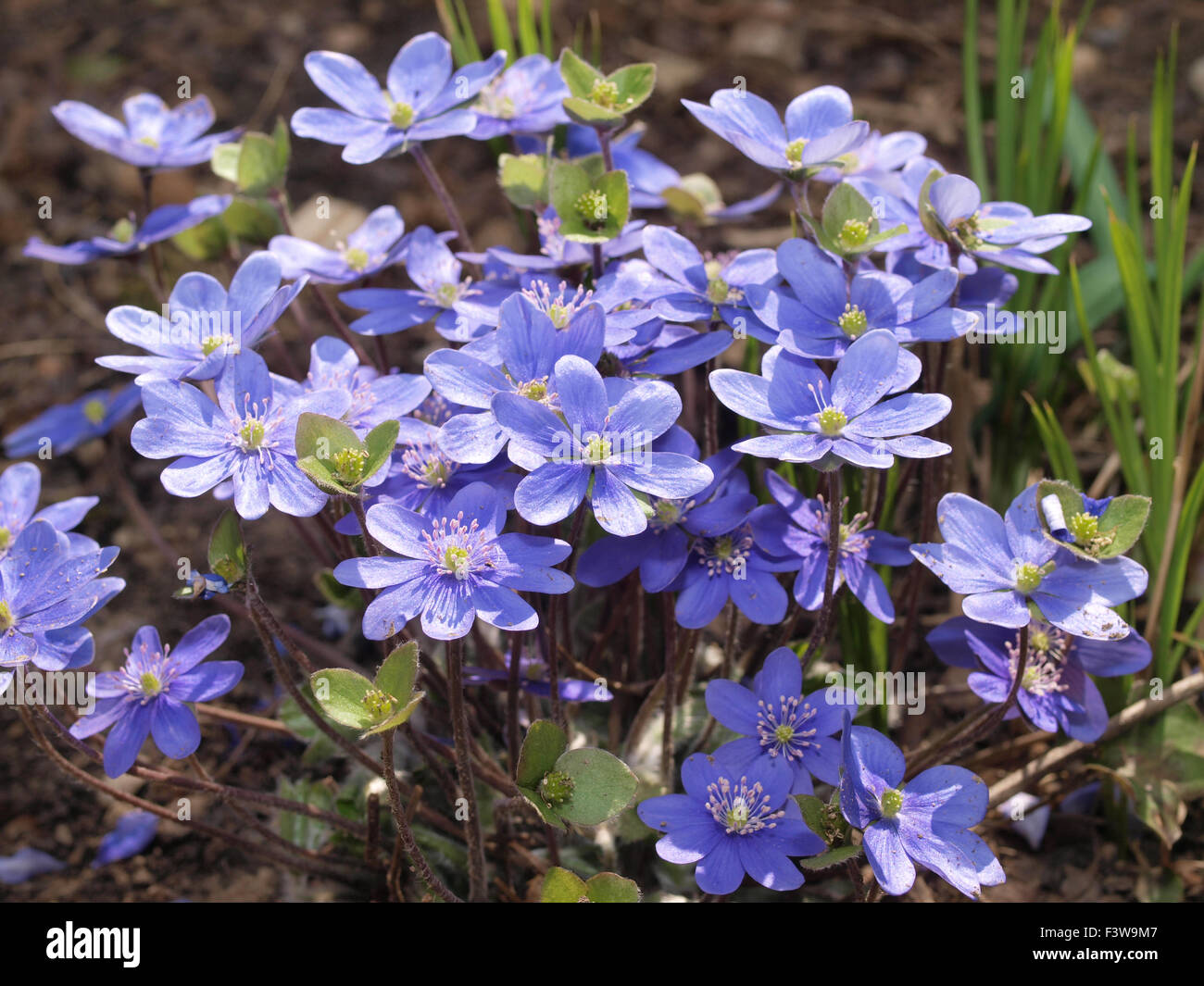 Hepatica Stock Photos & Hepatica Stock Images - Alamy
