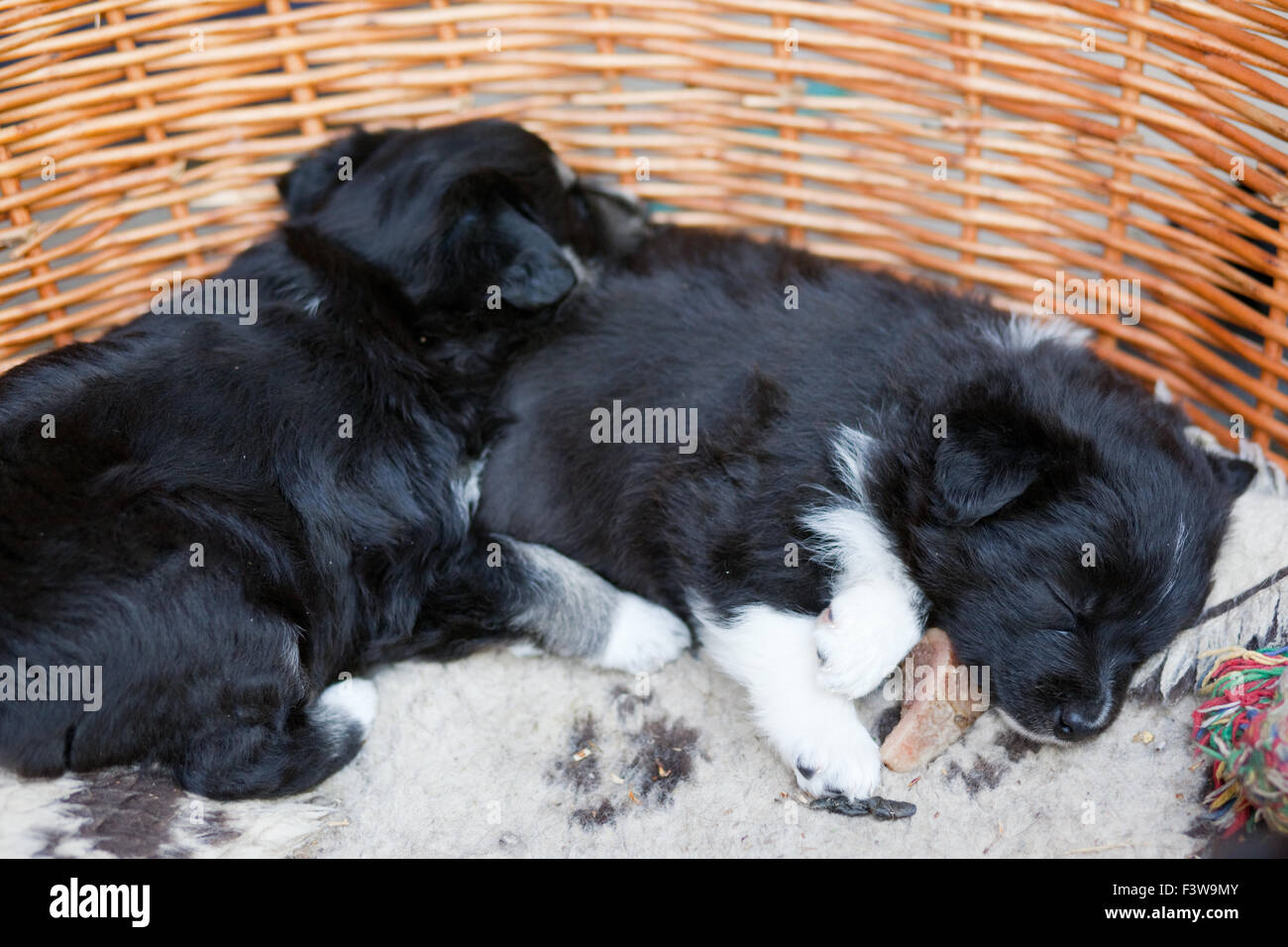 Doggish hi-res stock photography and images - Alamy