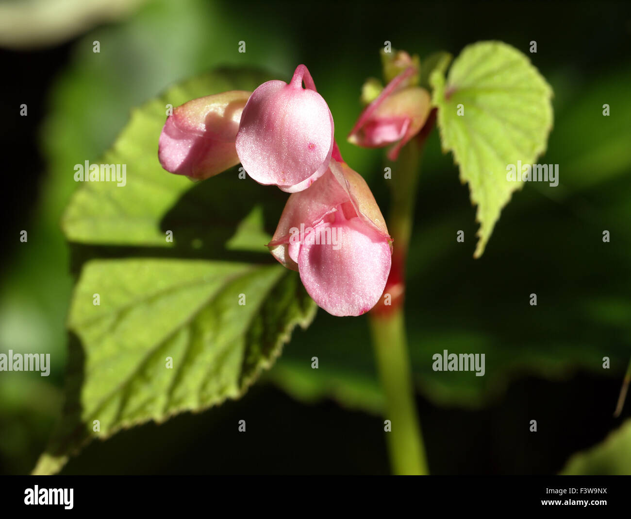 Begonia border hi-res stock photography and images - Alamy