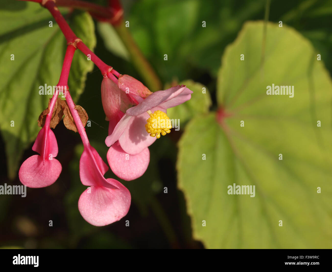 Begonia border hi-res stock photography and images - Alamy