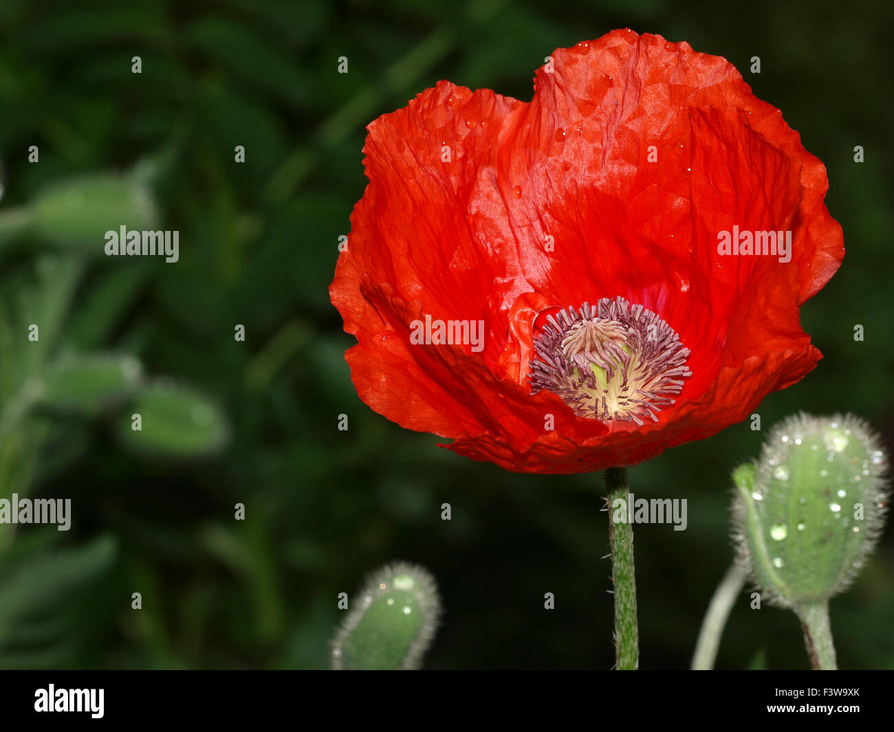 P orientale hi-res stock photography and images - Alamy