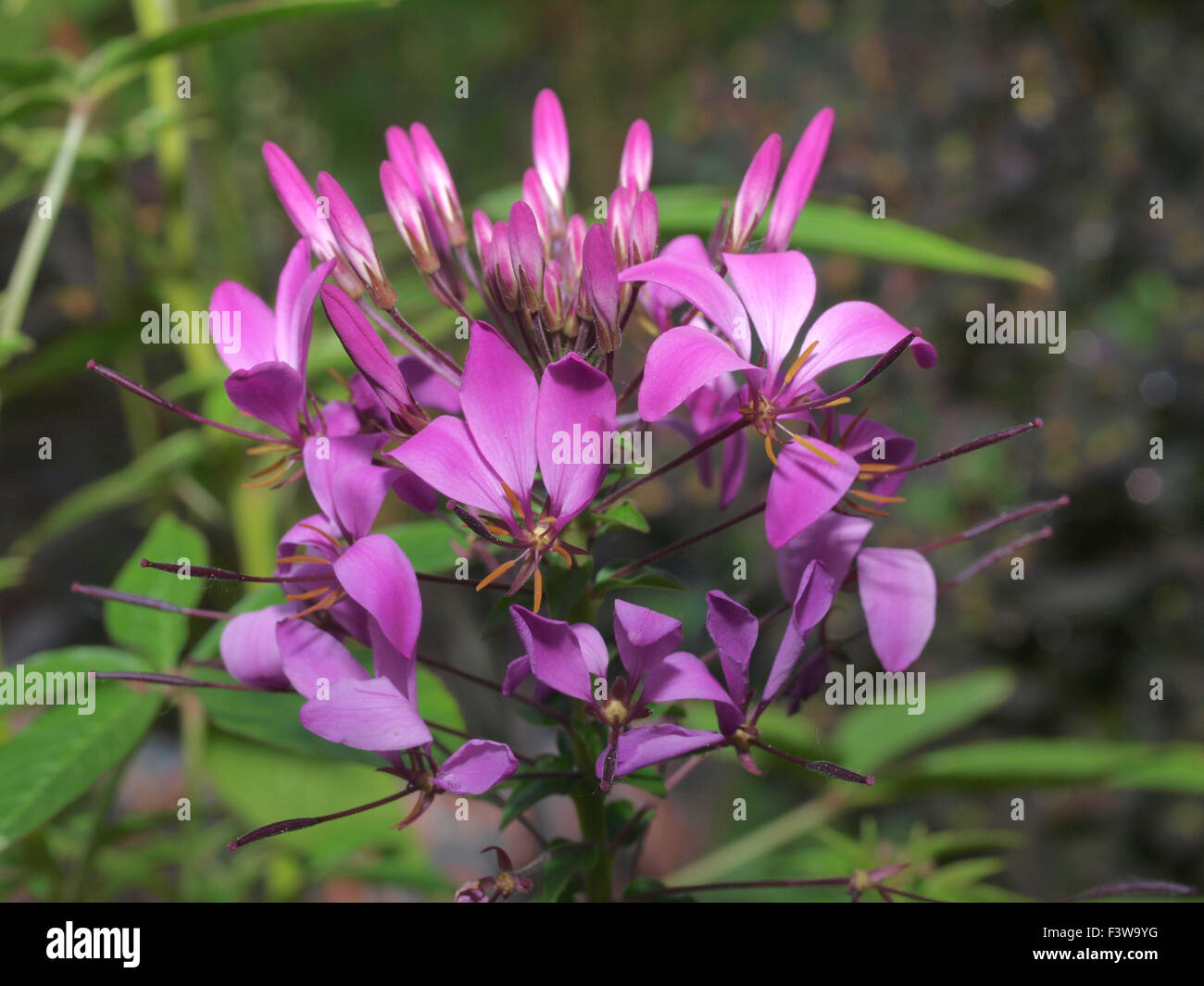 Green Spider Flower High Resolution Stock Photography and Images - Alamy