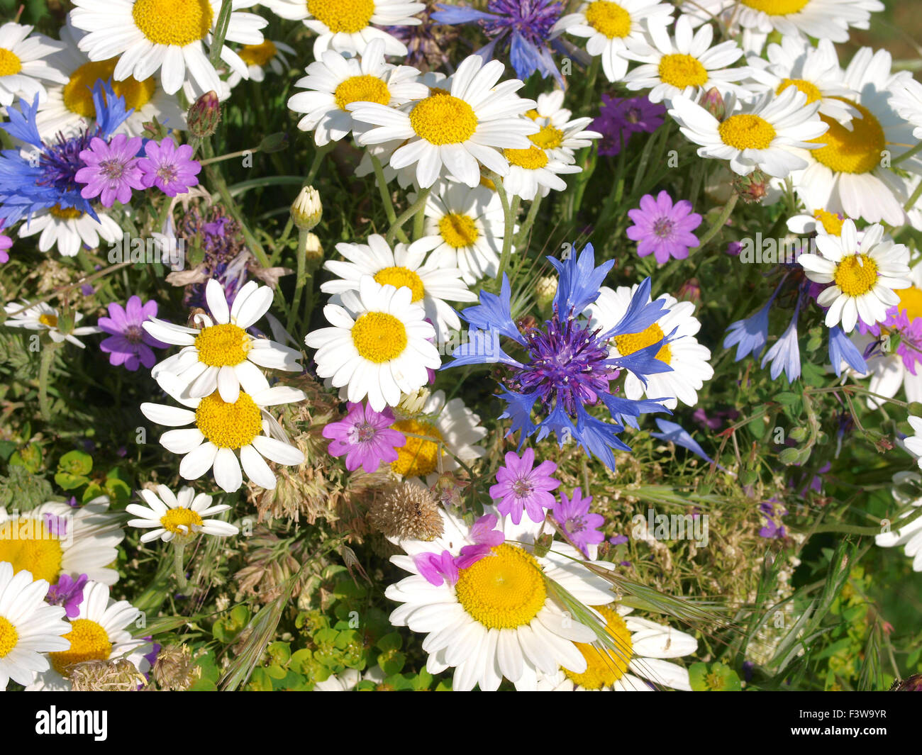Meadow flowers Stock Photo - Alamy