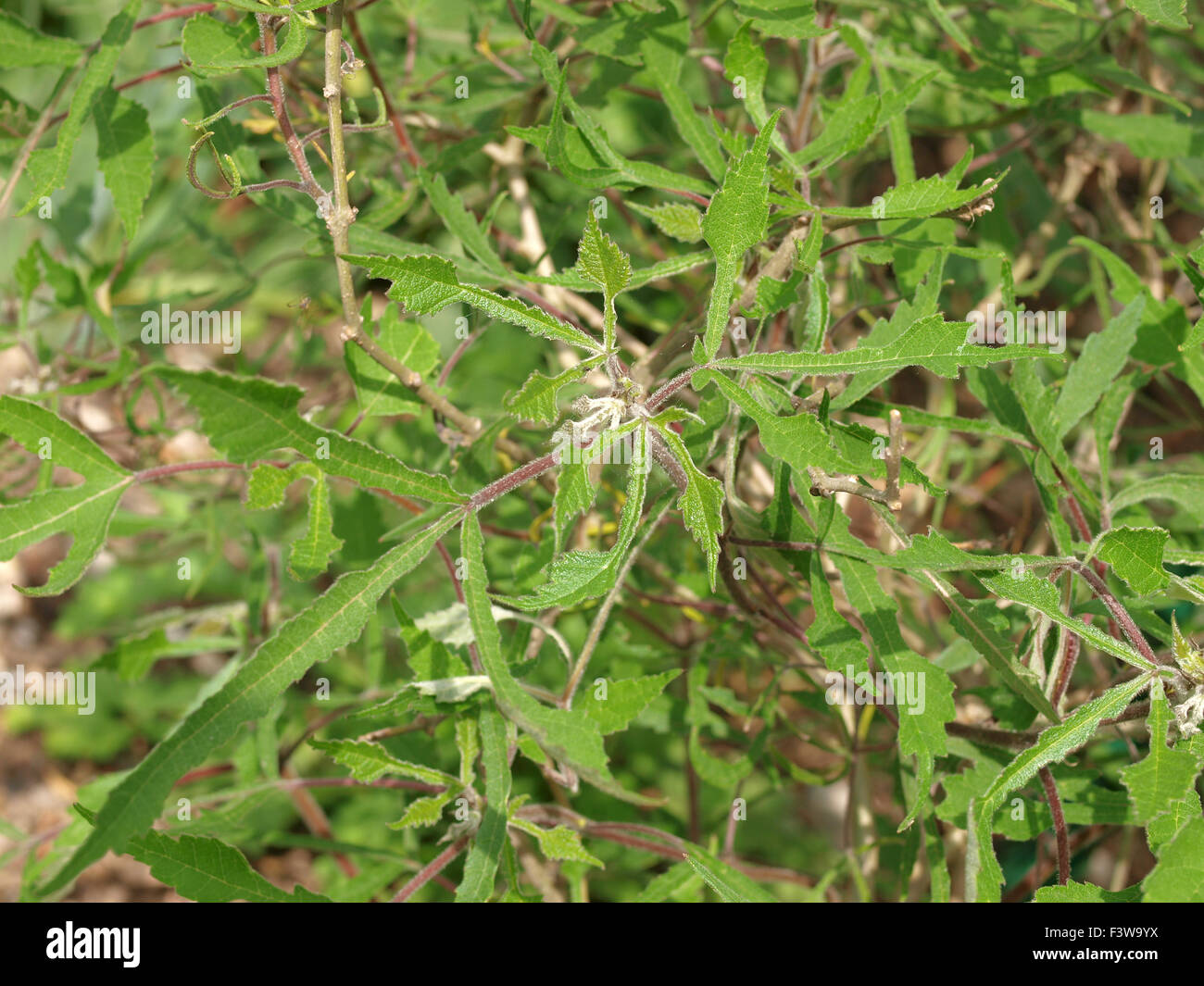 Paper Mulberry High Resolution Stock Photography and Images - Alamy