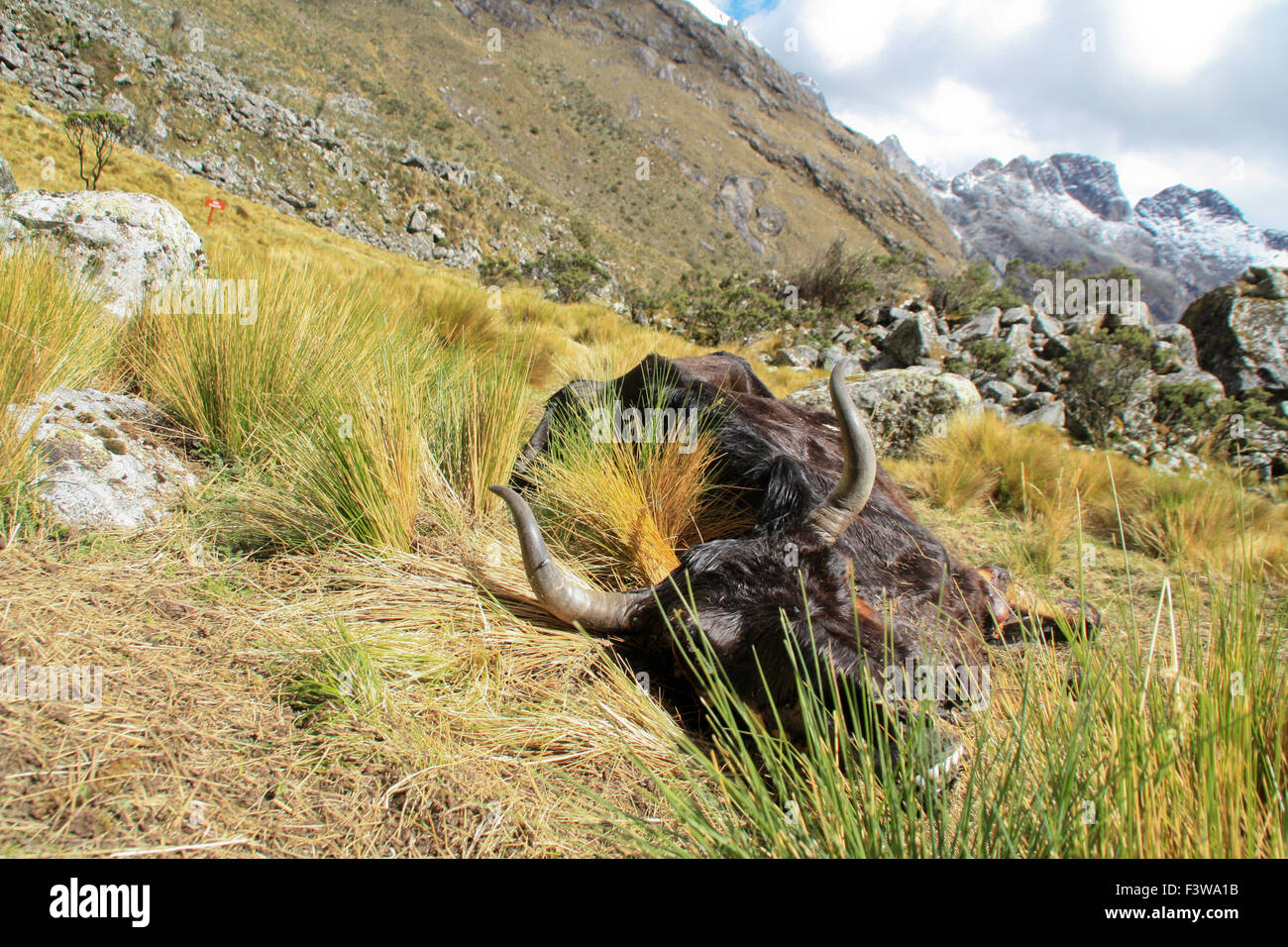 Dead cow hi-res stock photography and images - Alamy