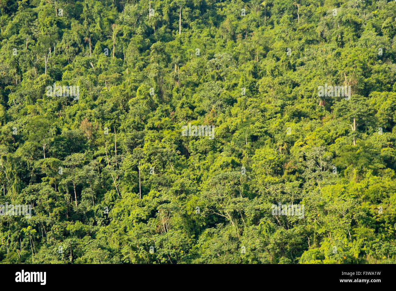 Regenwald abholzung hi-res stock photography and images - Alamy Regenwald abholzung hi-res stock photography and images - Alamy