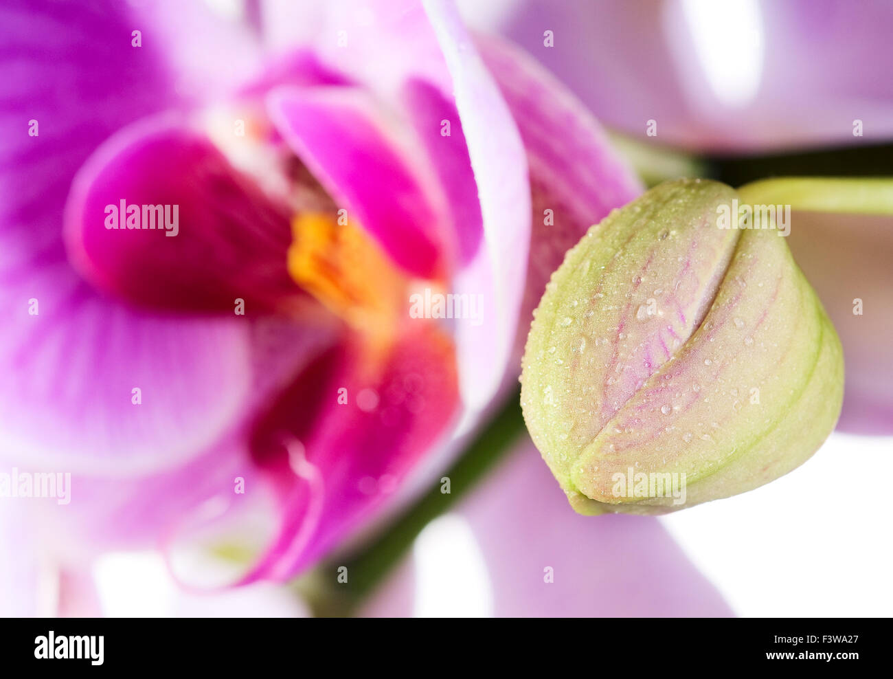 Orchideen wachsen hi-res stock photography and images - Alamy