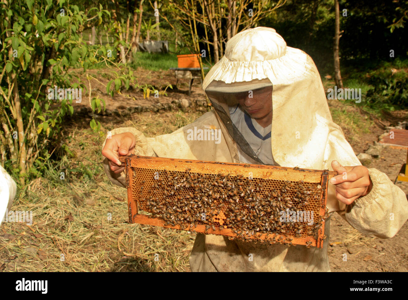 Beekeepers and bees Stock Photo - Alamy