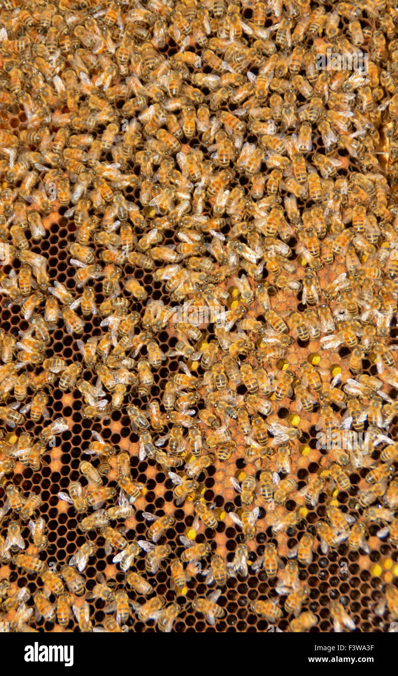 Beekeepers and bees Stock Photo - Alamy