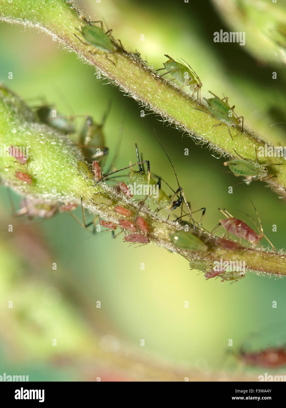 Aphids Stock Photo - Alamy