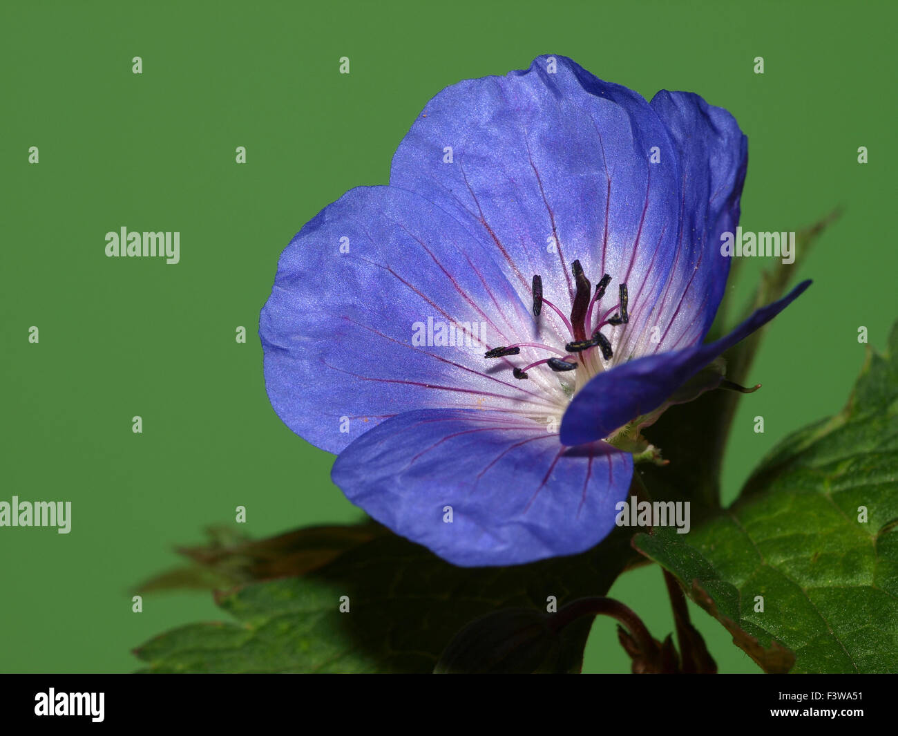 Geranium rozanne garden border hi-res stock photography and images - Alamy